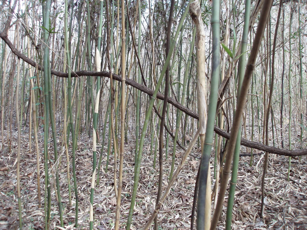 River Cane Studies | Program for the Study of Developed Shorelines
